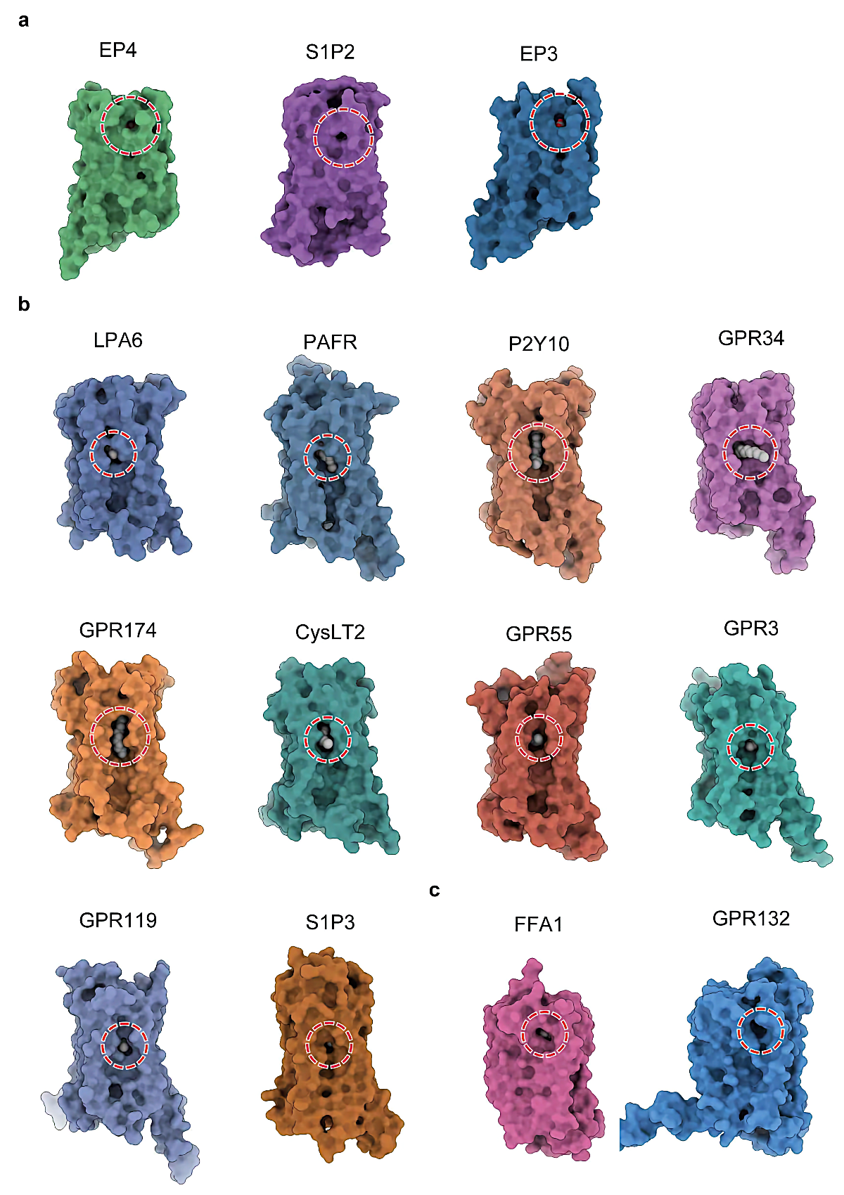 脂質GPCR構造解析の現在地：クライオ電子顕微鏡が拓いた進展 | 蛋白質科学会アーカイブ